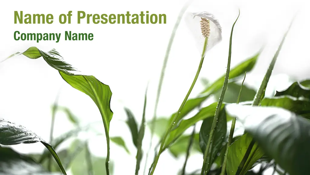 Green Plants PowerPoint Templates Green Plants PowerPoint Backgrounds 