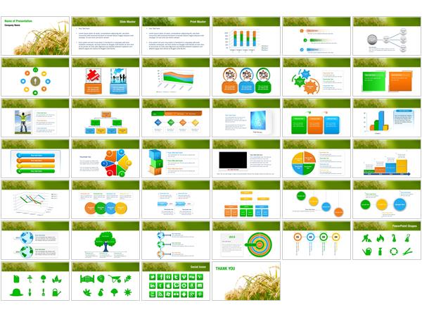 Rice Plant PowerPoint Templates - Rice Plant PowerPoint Backgrounds ...